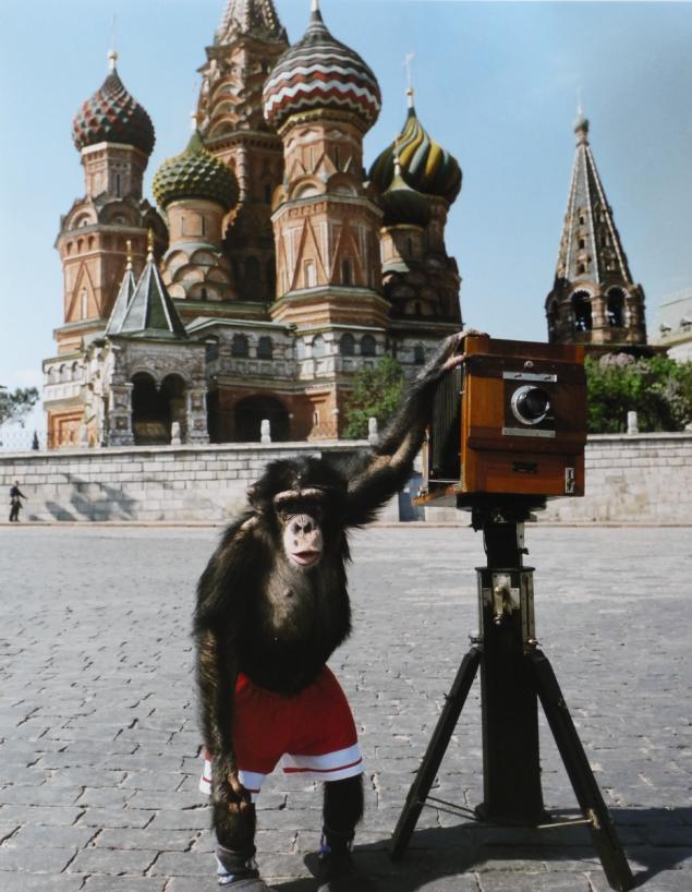 Chimpanzee's Polaroids Expected to Fetch Big Money at Auction
