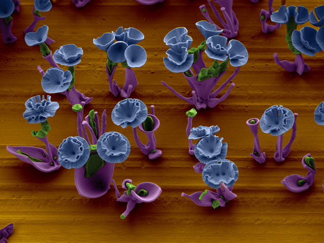 Sculpting the Tiniest Flowers in the World to Build the Future of ...