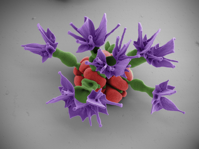 Sculpting the Tiniest Flowers in the World to Build the Future of ...
