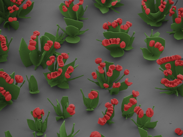Sculpting the Tiniest Flowers in the World to Build the Future of ...
