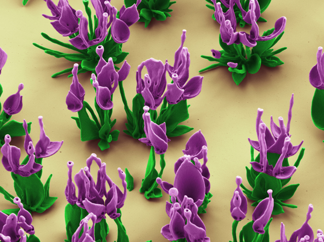 Sculpting the Tiniest Flowers in the World to Build the Future of ...