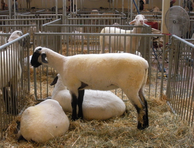 The Minnesota State Fair in Pictures