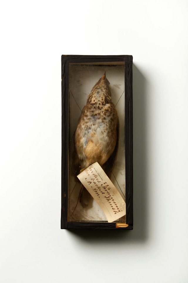 Bringing Back a Lost Museum