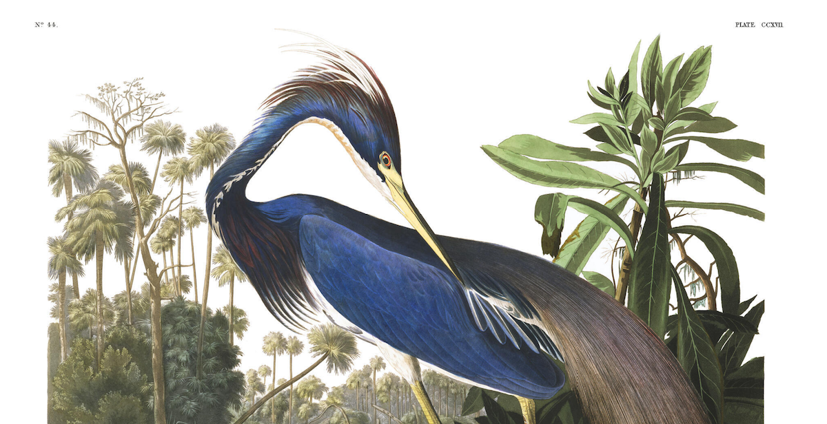 All of Audubon's 'Birds of America' in One High-Resolution Flock