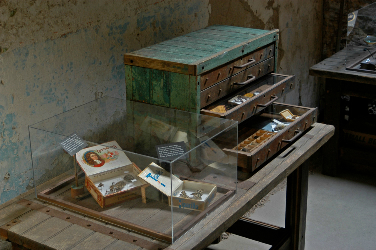 Recording the Insect Ecology of a Prison Reclaimed by Nature