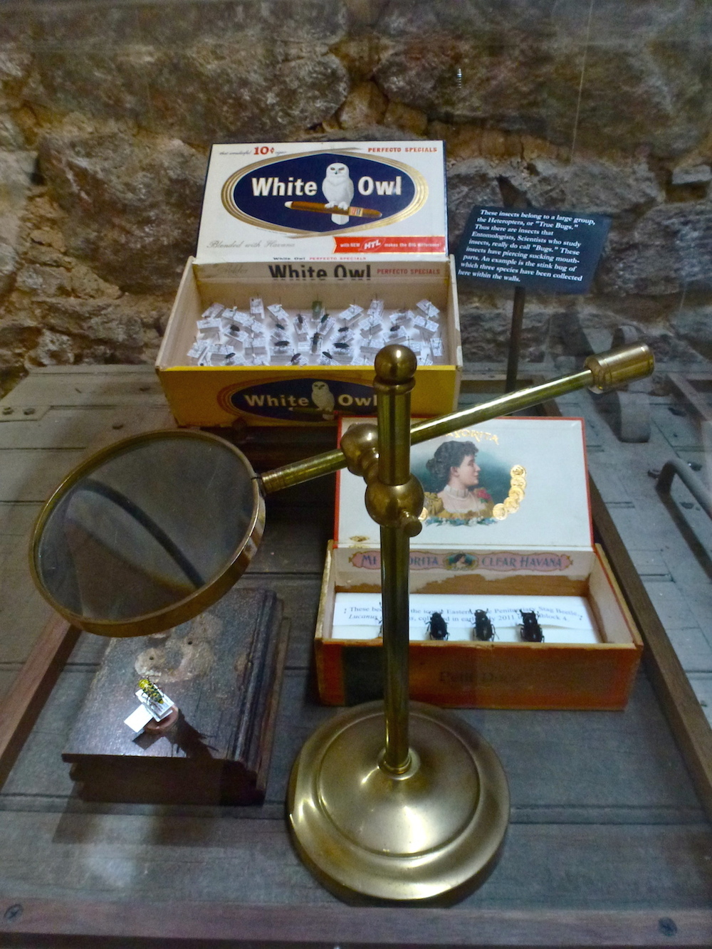 Recording the Insect Ecology of a Prison Reclaimed by Nature