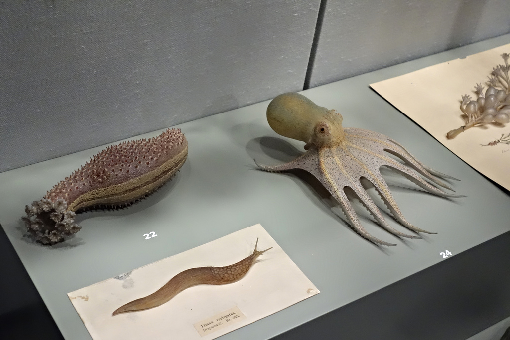 A 19th-Century Glass Menagerie of Sea Creatures Gets a Retrospective