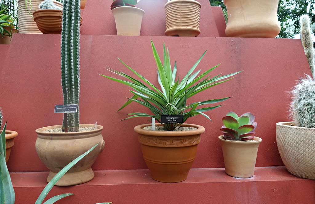 Planting Frida Kahlo's Botanical Paradise in the Bronx