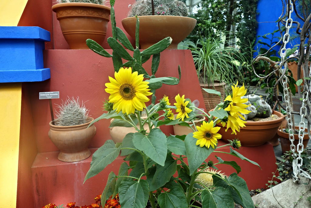 Planting Frida Kahlo's Botanical Paradise in the Bronx
