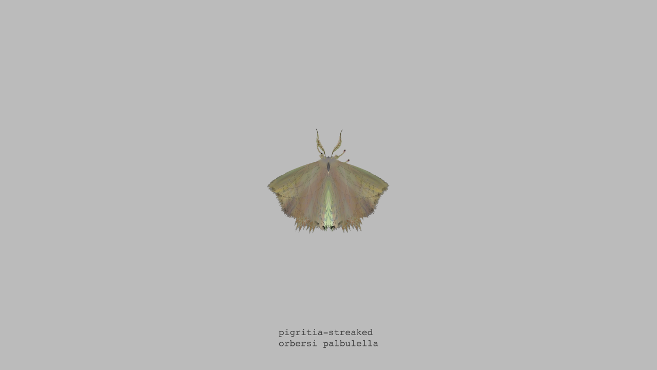 A Twitter Bot That Generates Beautiful, Imaginary Moths