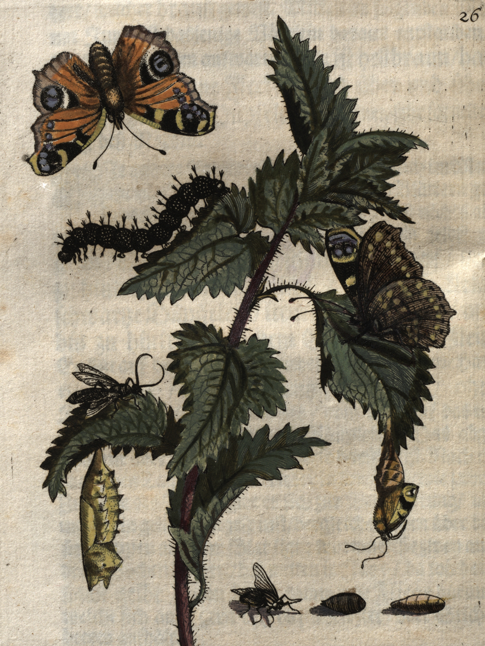 A 17th-Century Woman Artist's Butterfly Journey