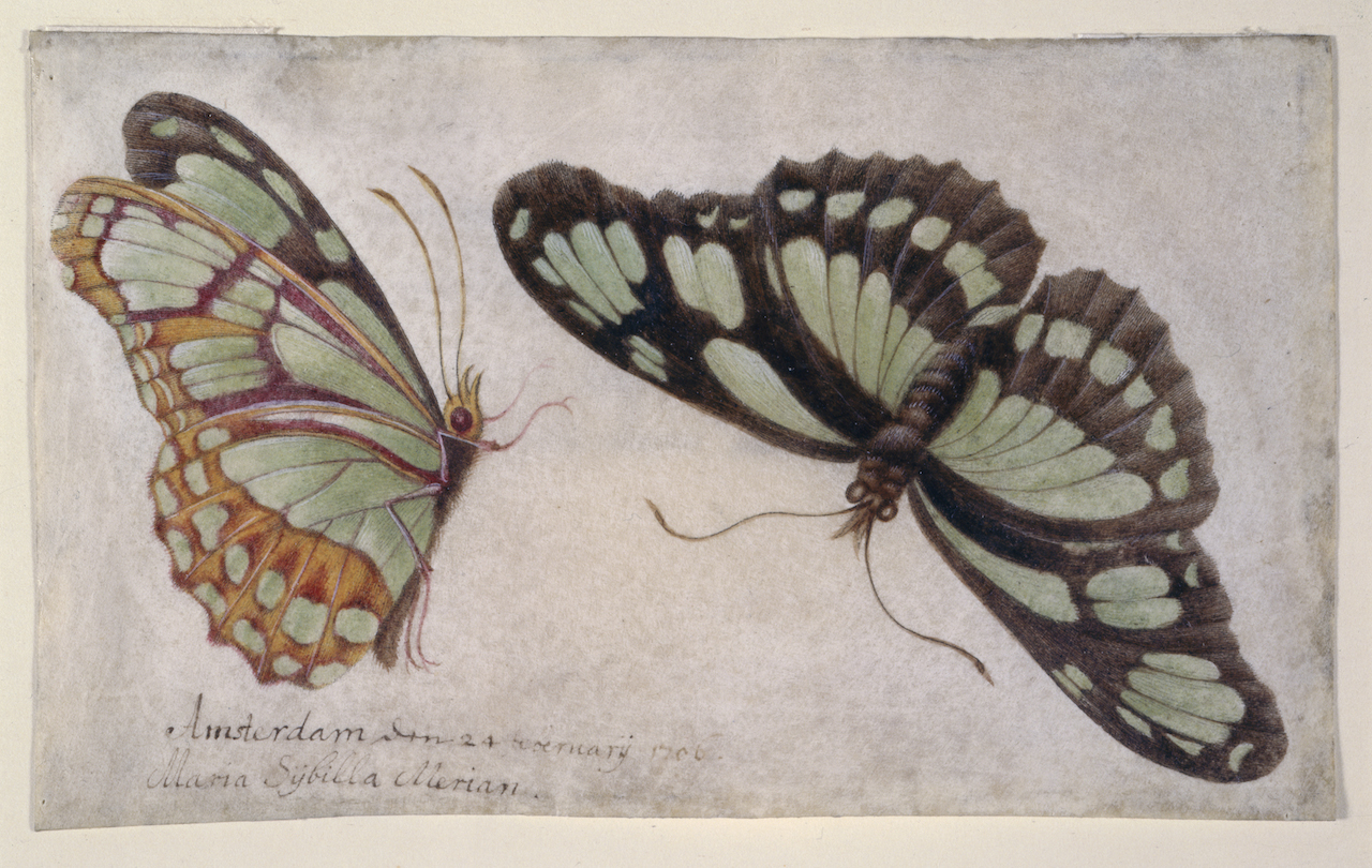 A 17th-Century Woman Artist's Butterfly Journey