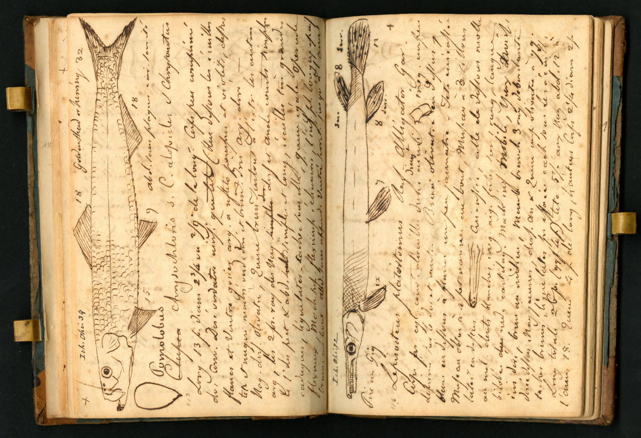 How Audubon Pranked a Fellow Naturalist with a Bulletproof Fish