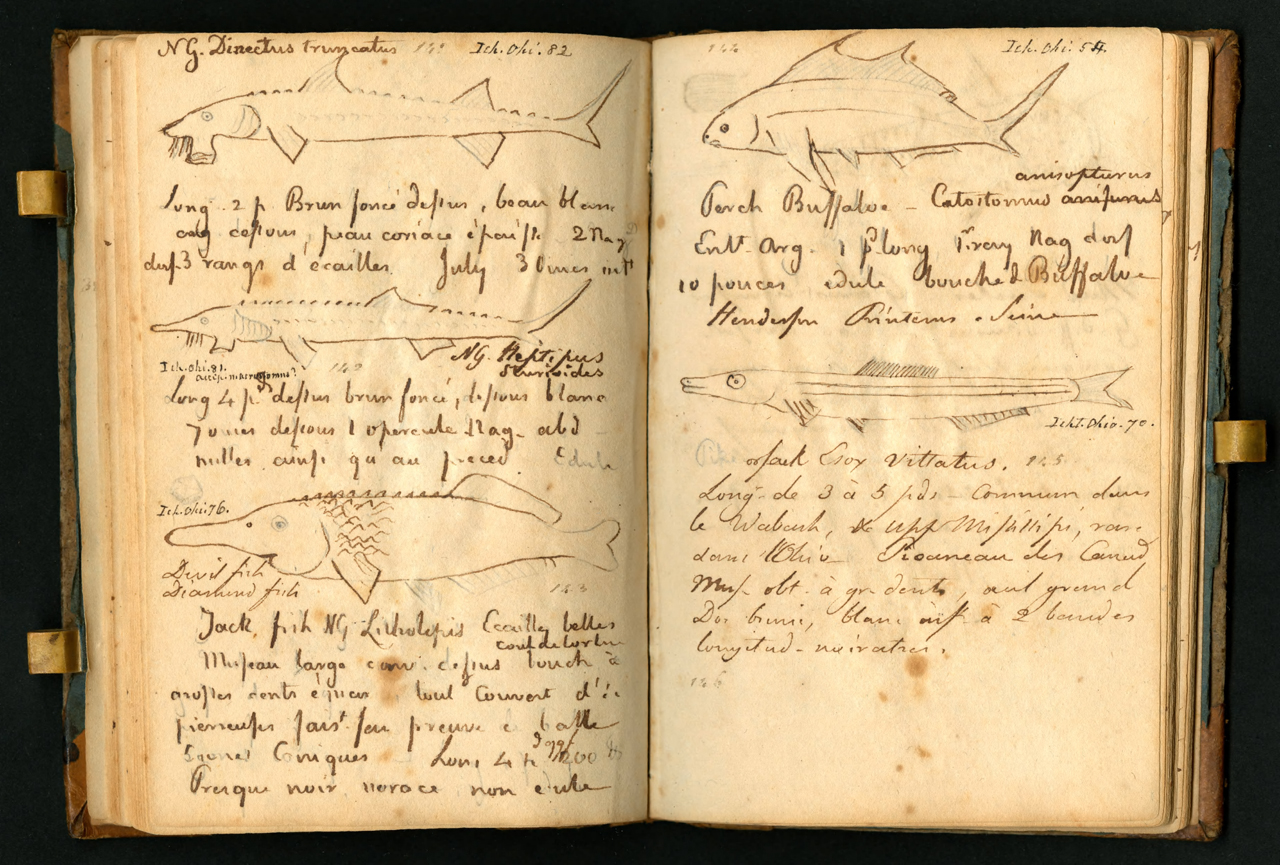 How Audubon Pranked a Fellow Naturalist with a Bulletproof Fish