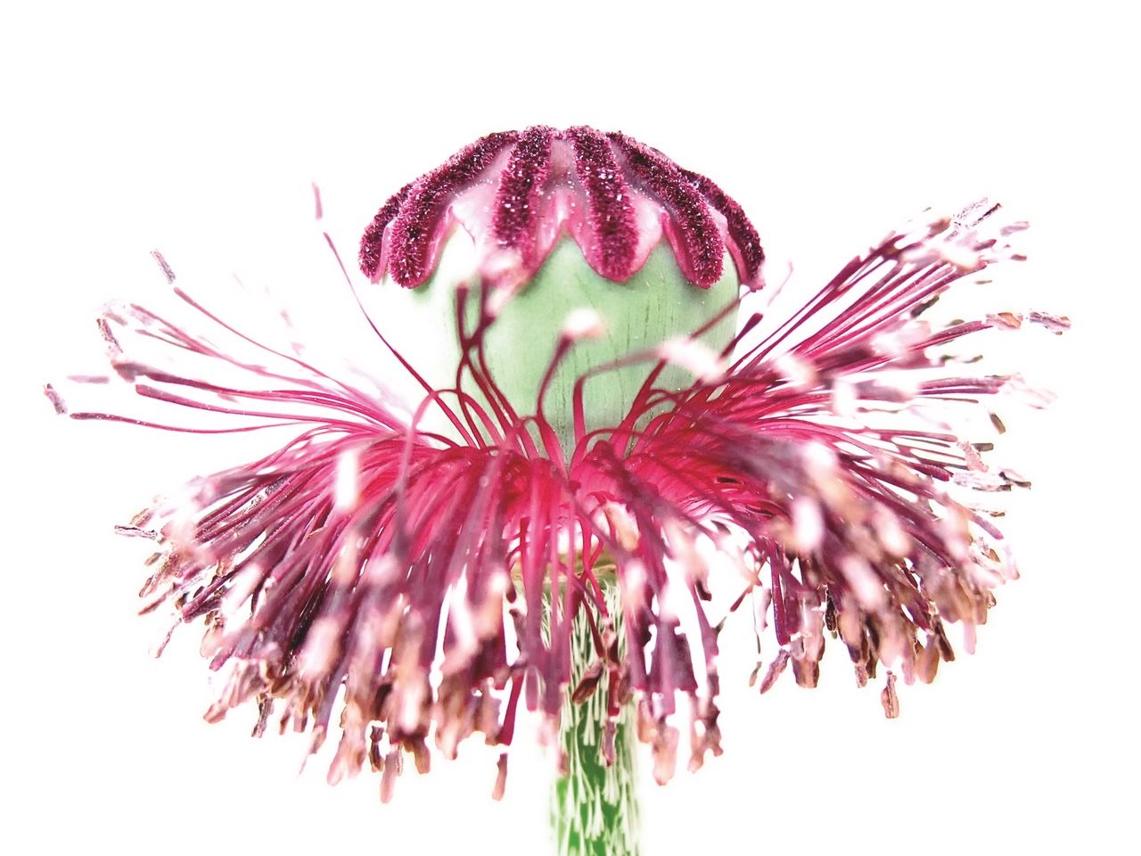 The Melancholy Art of Japanese Floral Arrangements