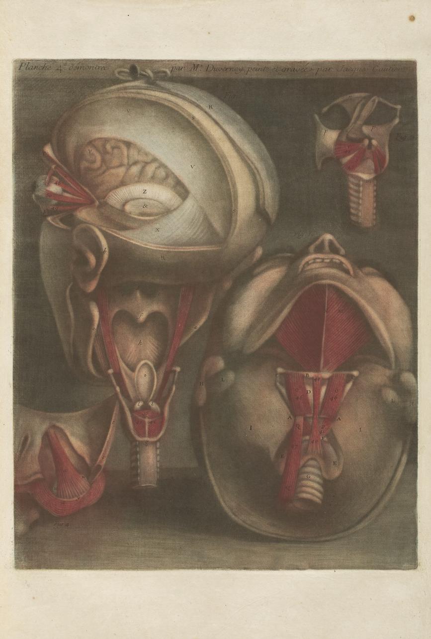 18th-Century Anatomical Illustrations Reveal Flayed Flesh and Shining Bones