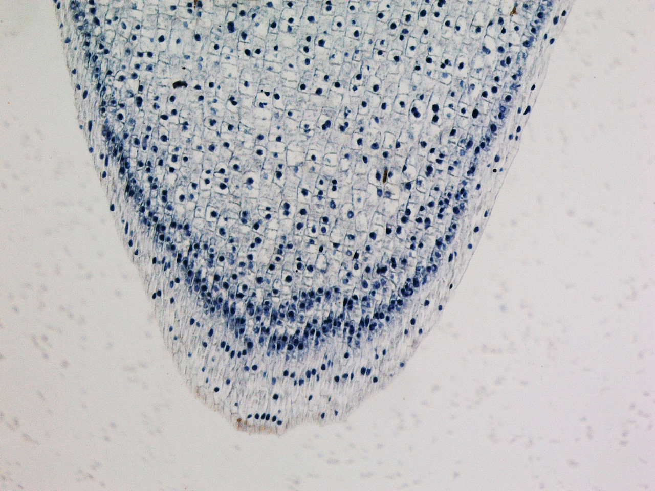 Psychedelic Micrographs Illuminate the Structures of Cells