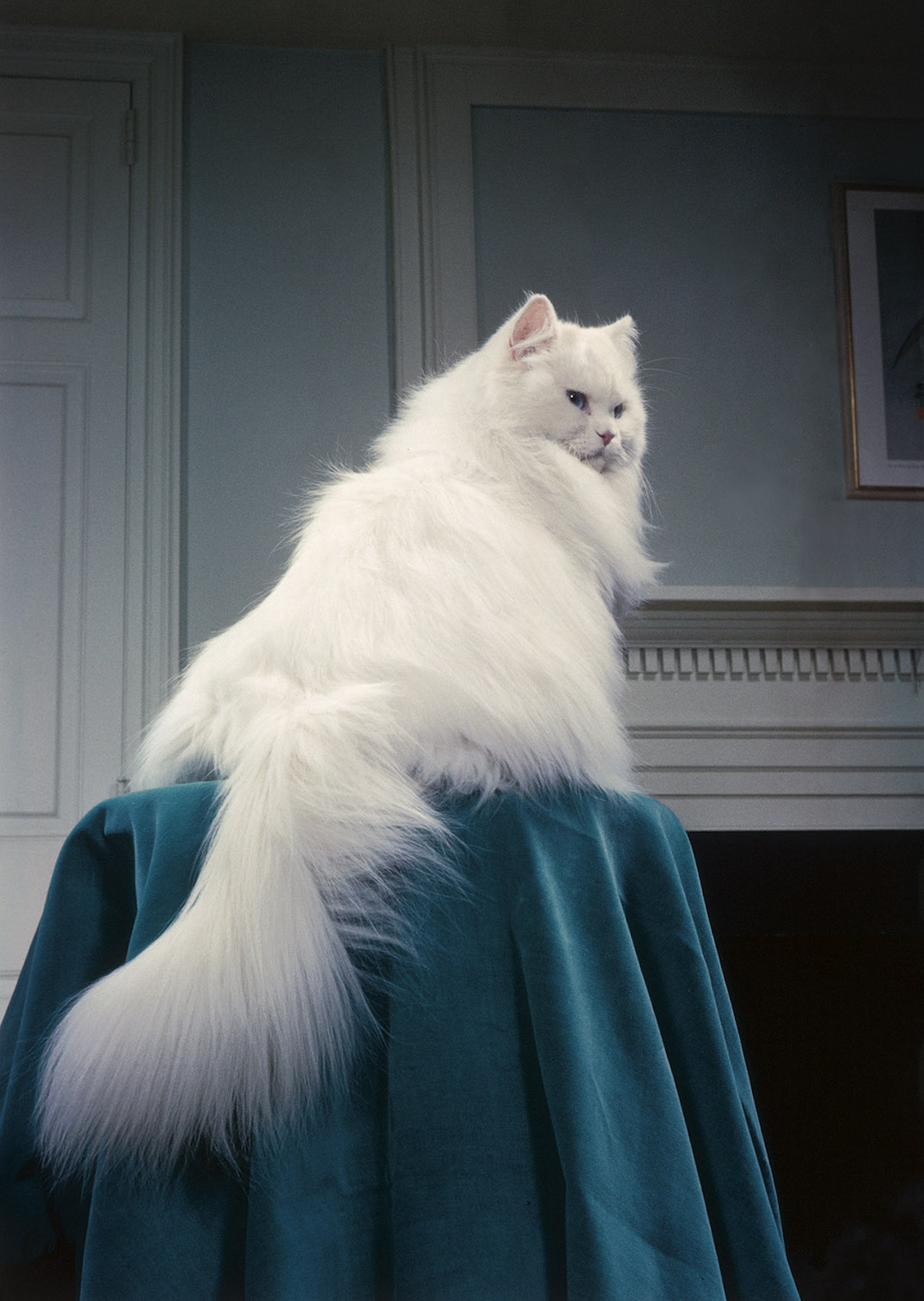 Success Secrets of a Famous Cat Photographer