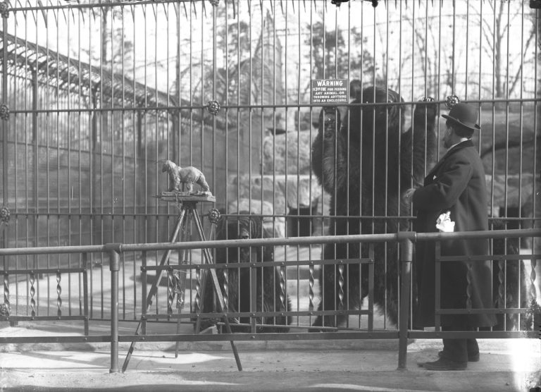 From an Extinct Lion to an Alligator Mid-Meal, Preserving Moments from ...