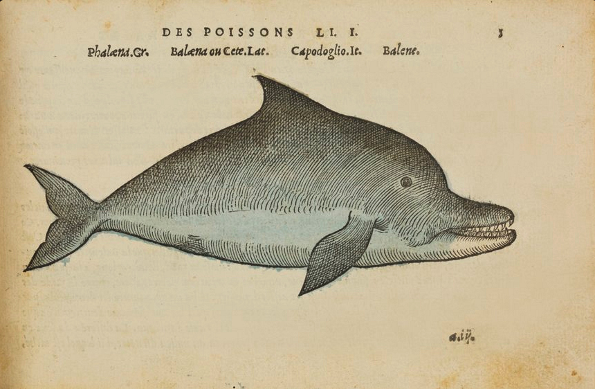Illustrated Dolphins and Vampire Squid from the Dawn of Ocean Exploration
