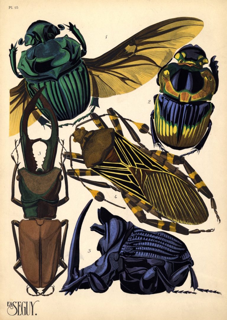 Art Deco Patterns of Beetles and Butterflies