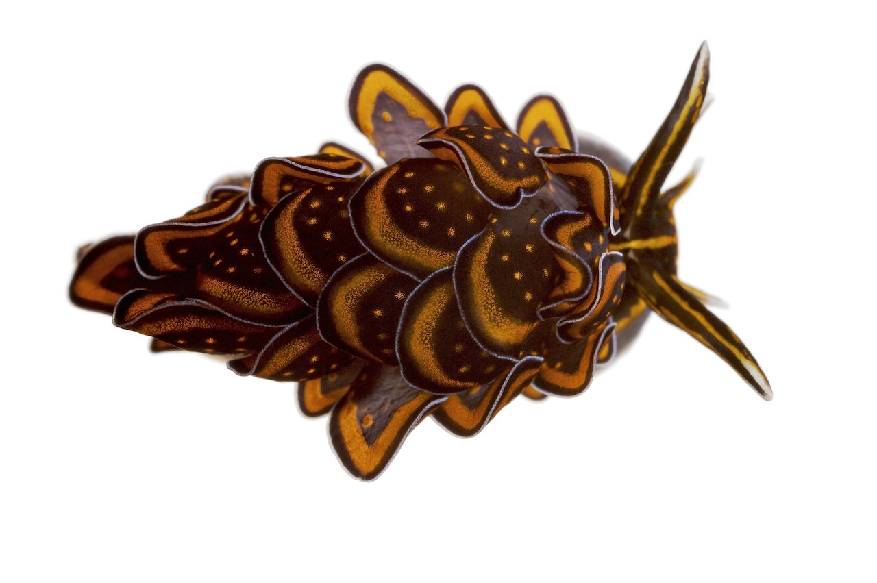 Photographing Biodiversity, One Cubic Foot at a Time