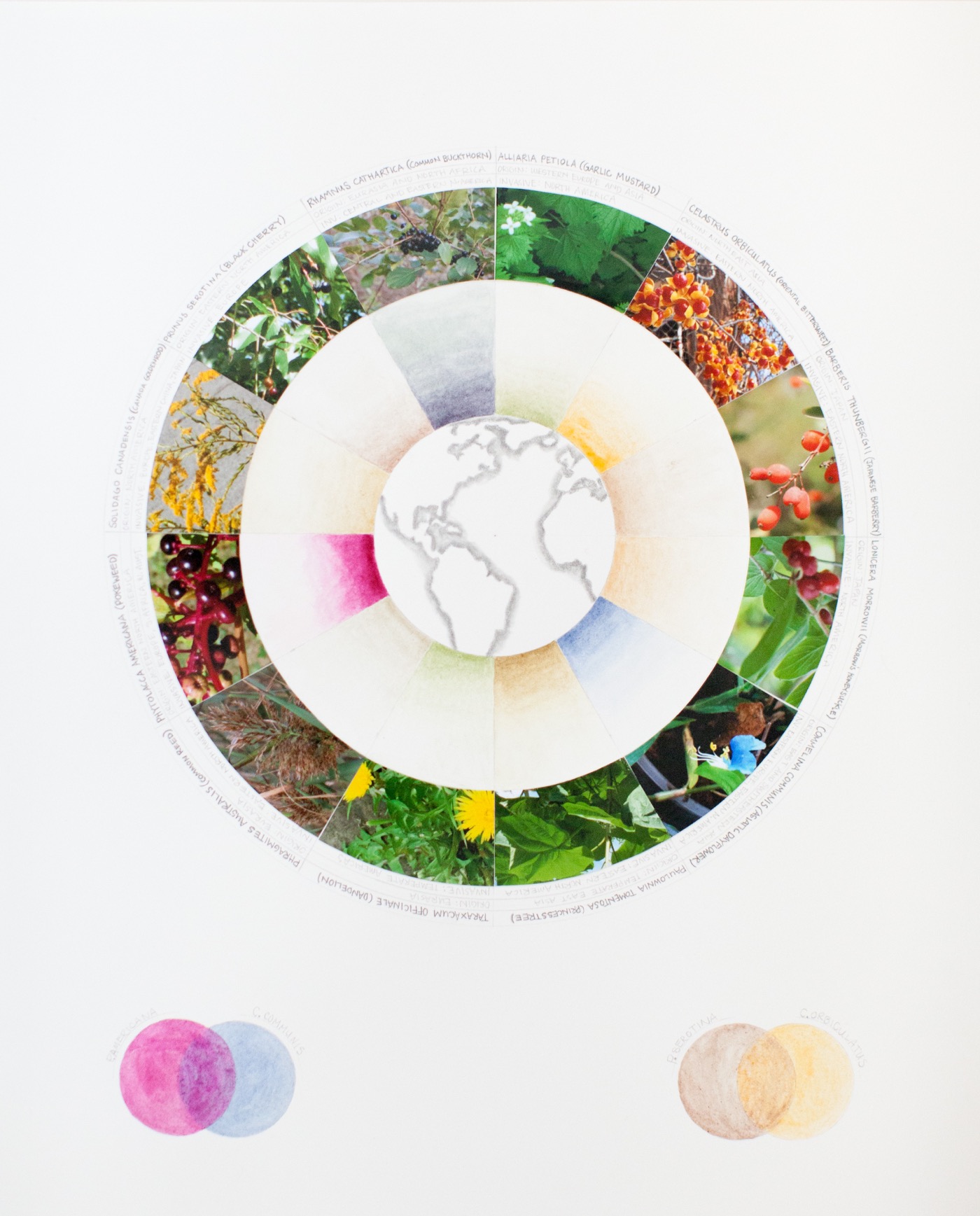 Extracting a Rainbow of Color from Invasive Plants