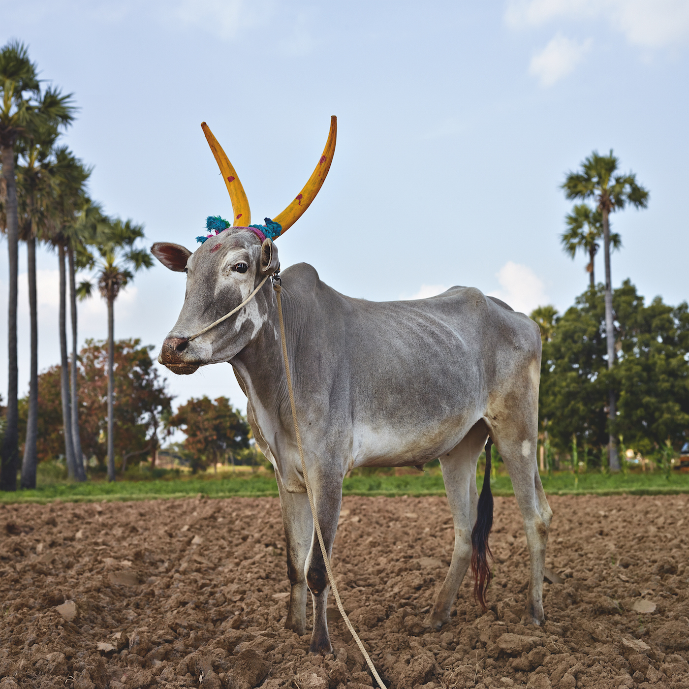 A Photographer's Two-Year Journey to Document Sacred Cows