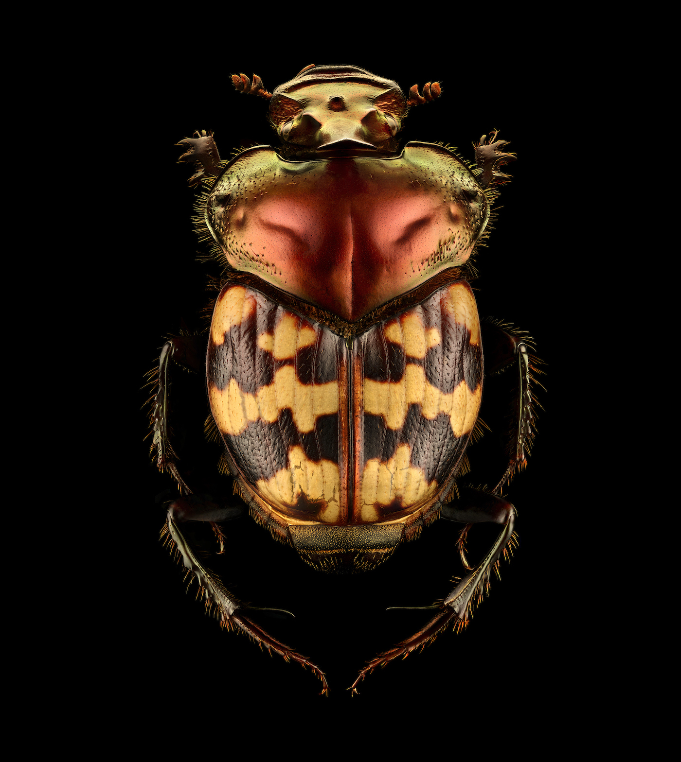 Splendid-Necked Dung Beetles Like You've Never Seen Them Before