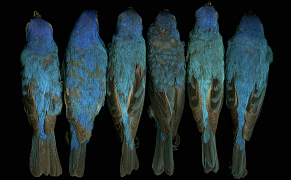 Photographs of the Birds and Bones in US National Park Collections