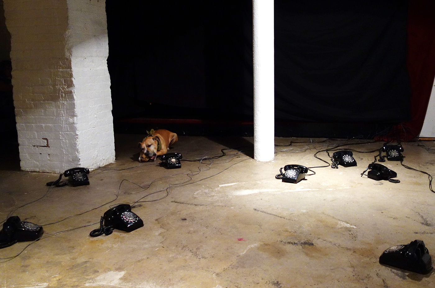 A Flock of Rotary Phones Chirps and Purrs in a Brooklyn Basement