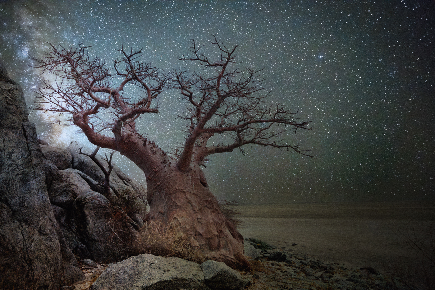 Beth Moon's Night Photographs of the World's Oldest Trees