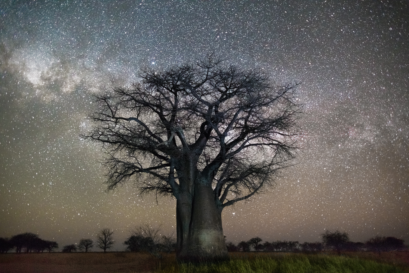 Beth Moon's Night Photographs of the World's Oldest Trees