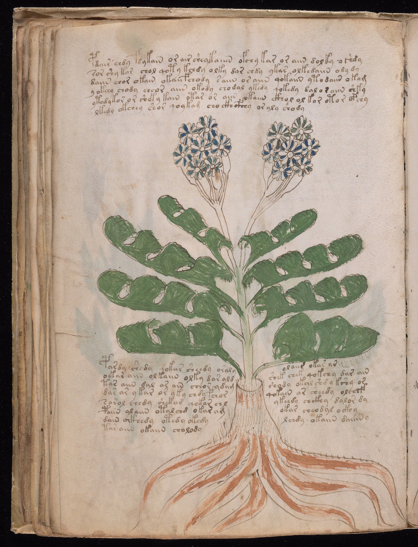 Yale Publishes the First Photo Facsimile of the Voynich Manuscript