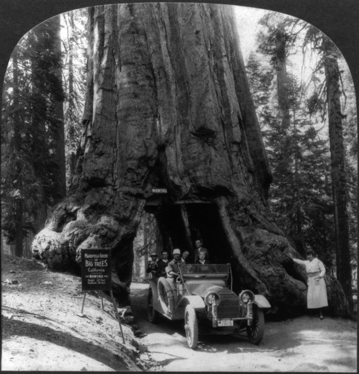 The Drive-Through Tree, a Relic with Roots in American Tourism