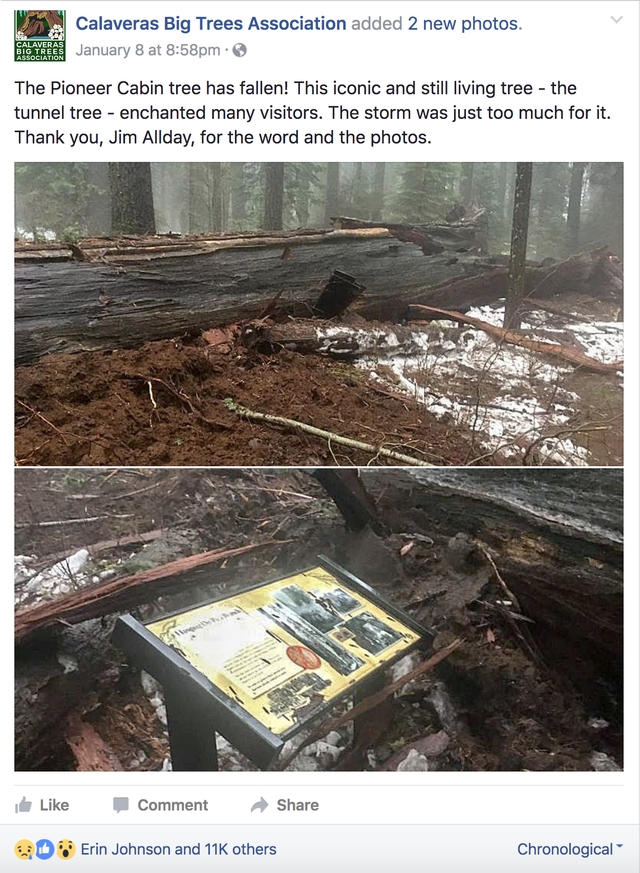 The Drive-Through Tree, a Relic with Roots in American Tourism