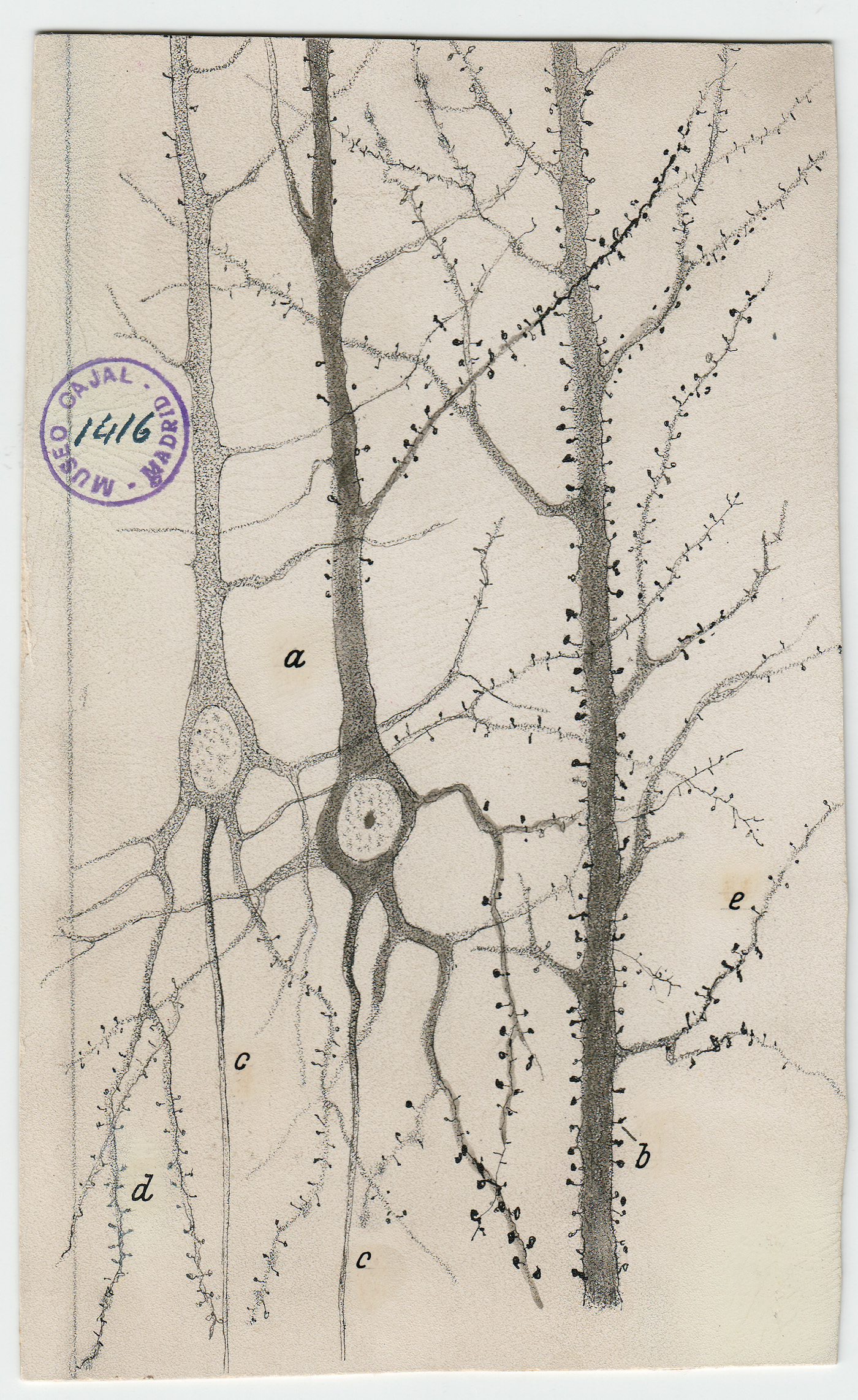 The Dynamic Brain Drawings of the Father of Modern Neuroscience