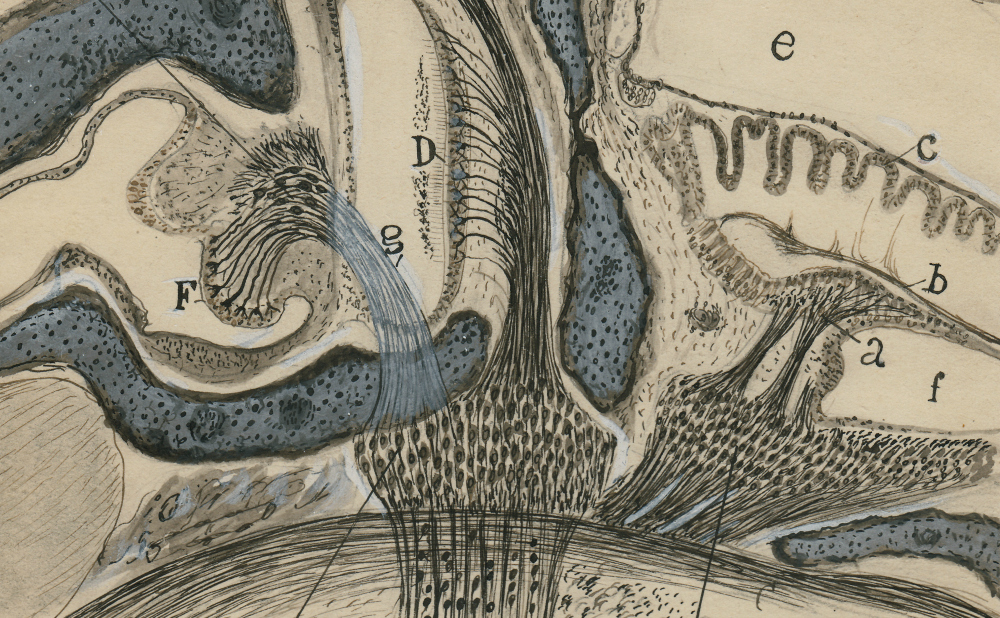 The Dynamic Brain Drawings of the Father of Modern Neuroscience