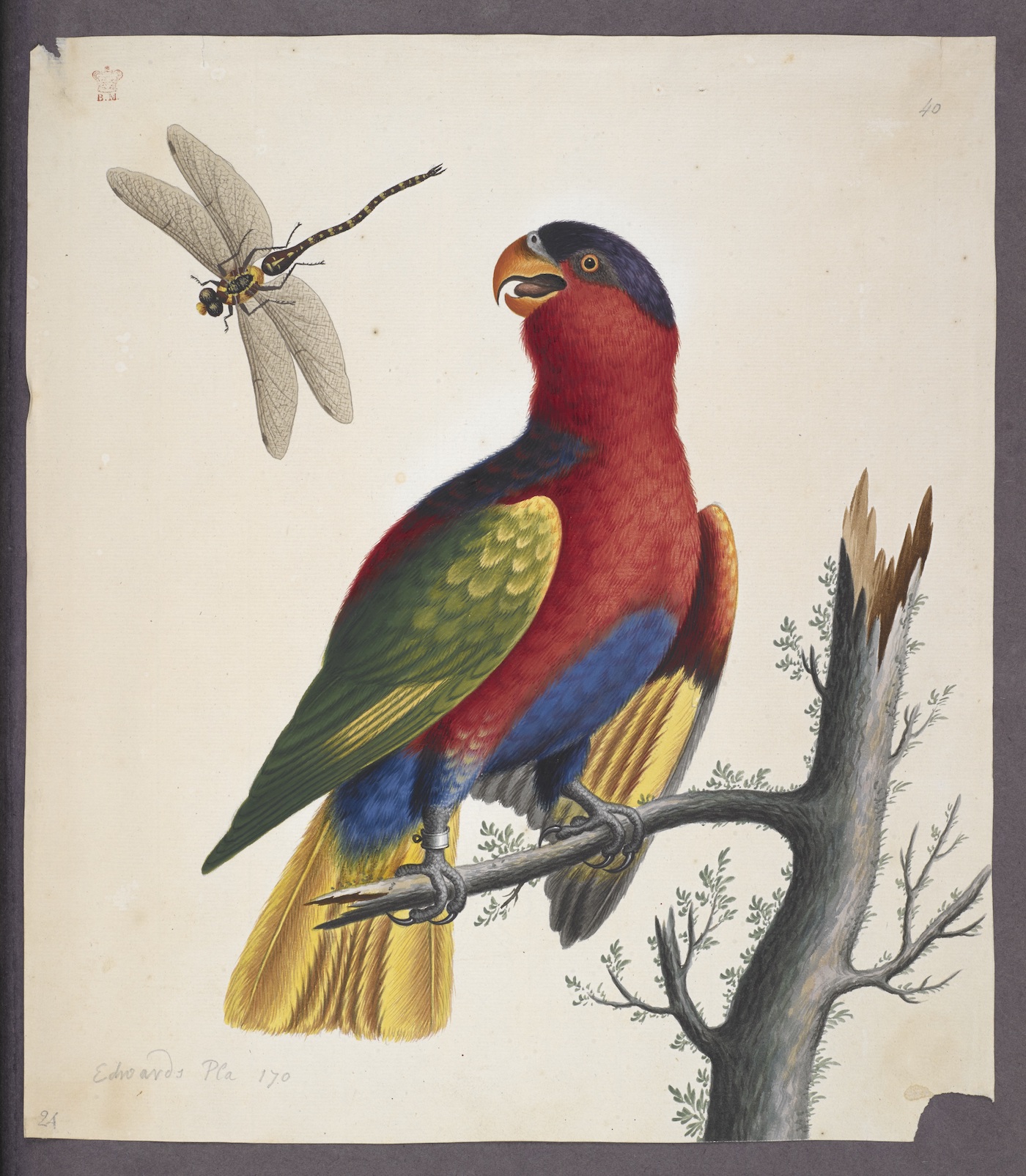 The Biodiversity of the World Captured in Five Centuries of Animal Art