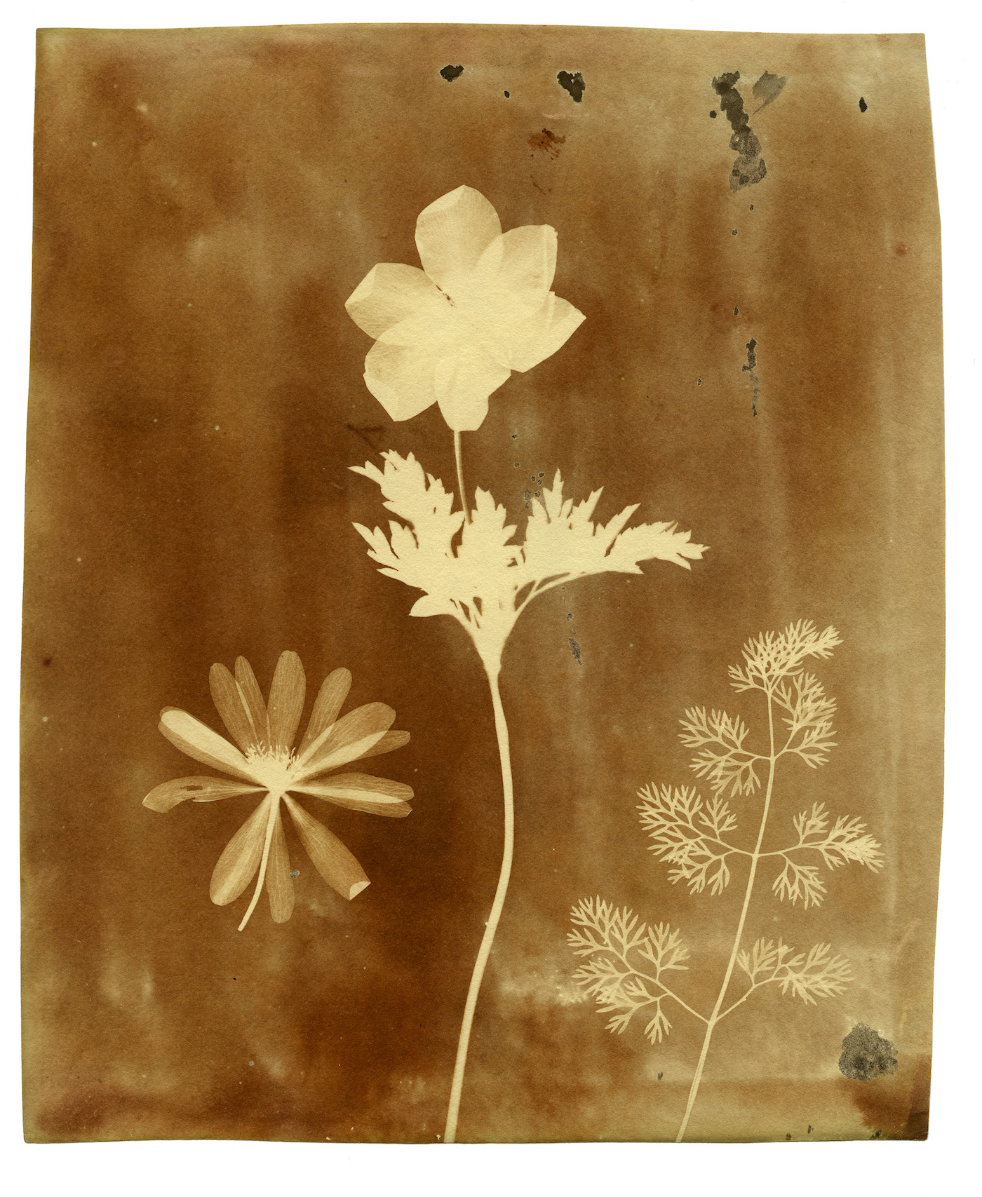An Online Catalogue for All 25,000 of William Henry Fox Talbot's ...
