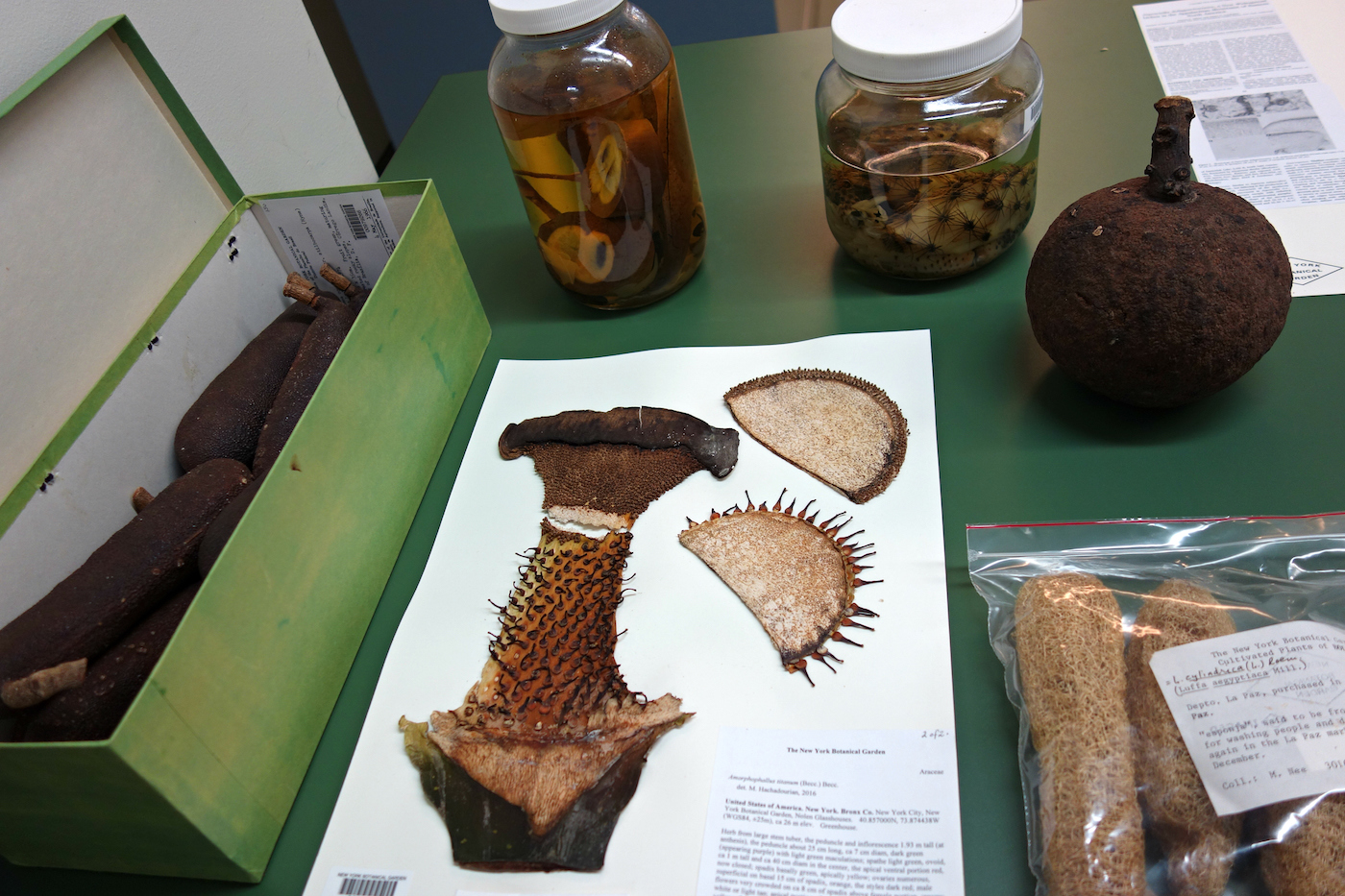 Why a Herbarium of 7.8 Million Plants Is One of New York's Most ...