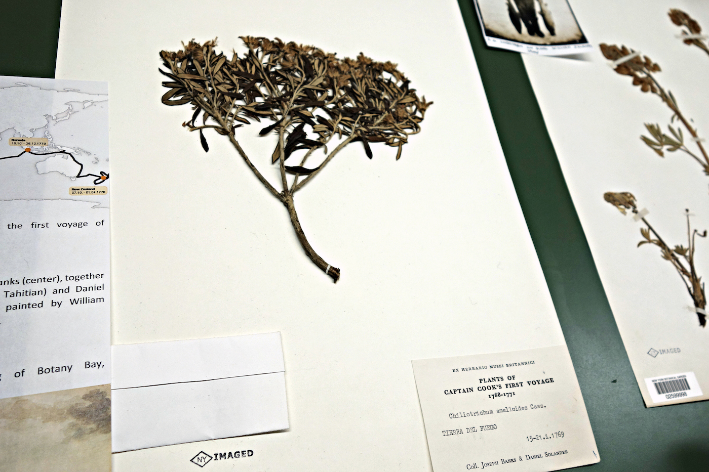 Why a Herbarium of 7.8 Million Plants Is One of New York's Most ...