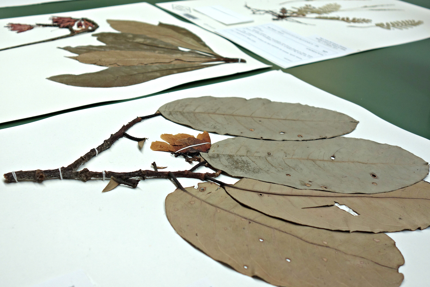 Why a Herbarium of 7.8 Million Plants Is One of New York's Most ...