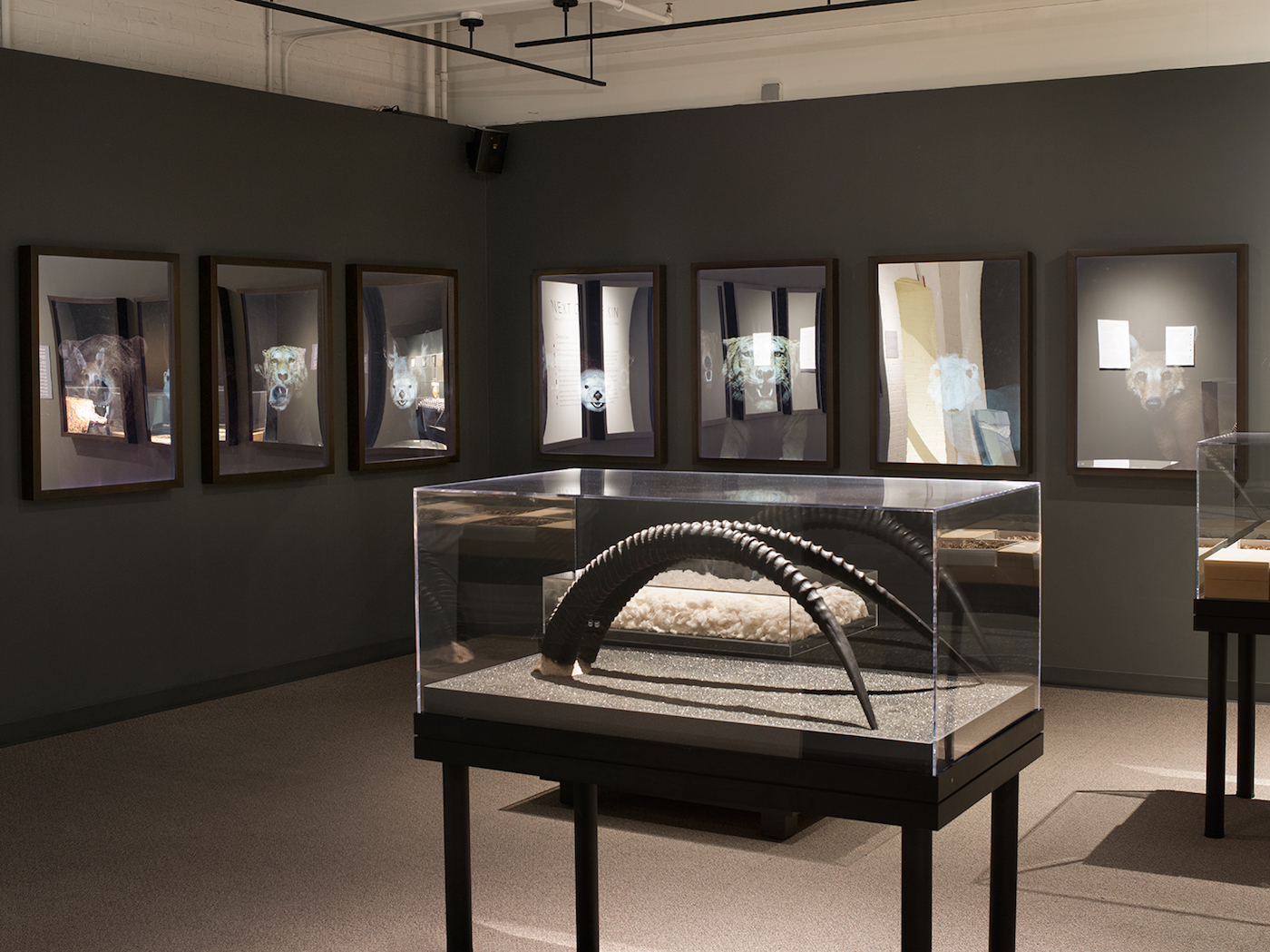 Mourning Extinction with a Museum’s Animal Artifacts