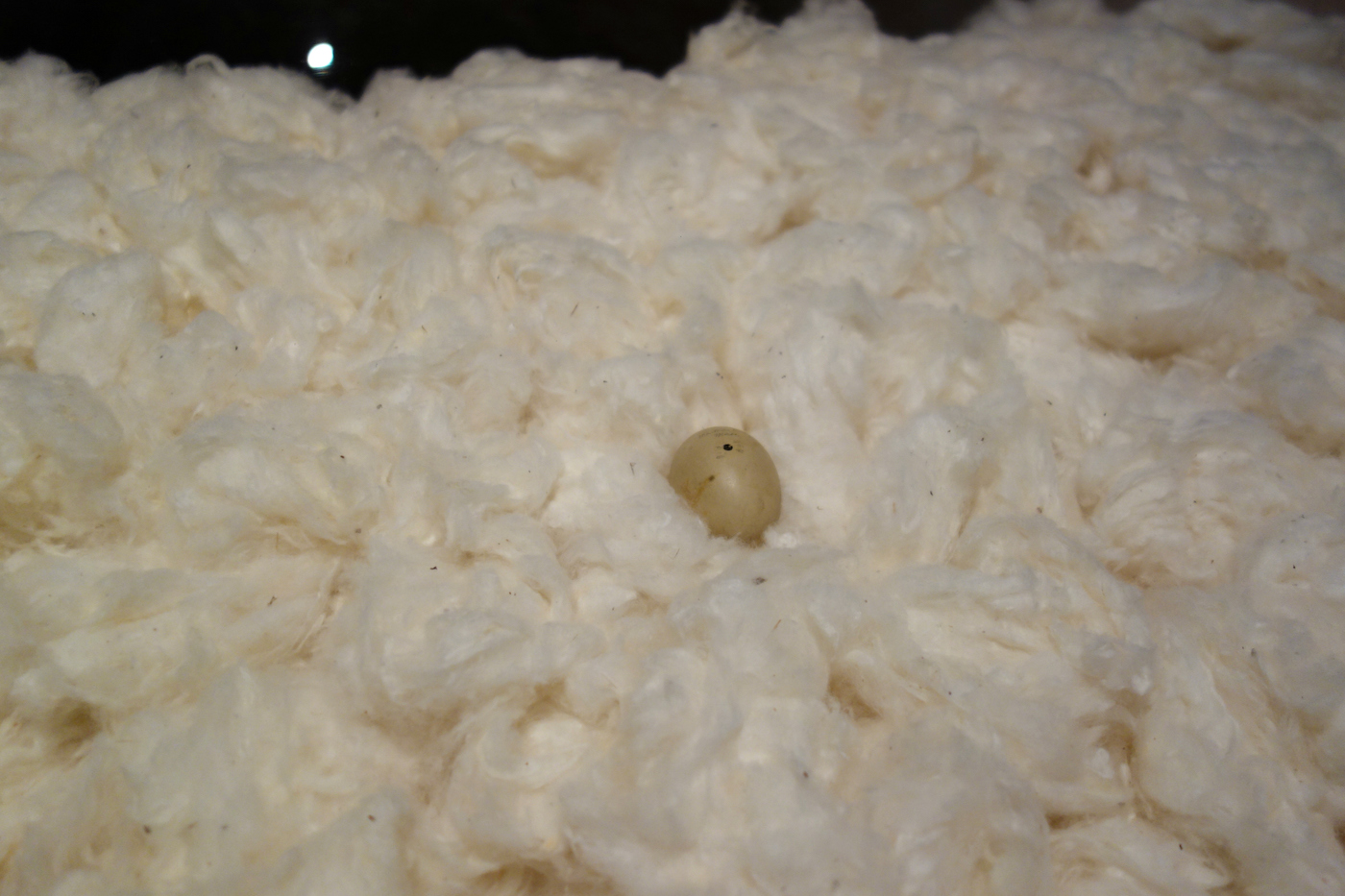 Mourning Extinction with a Museum’s Animal Artifacts