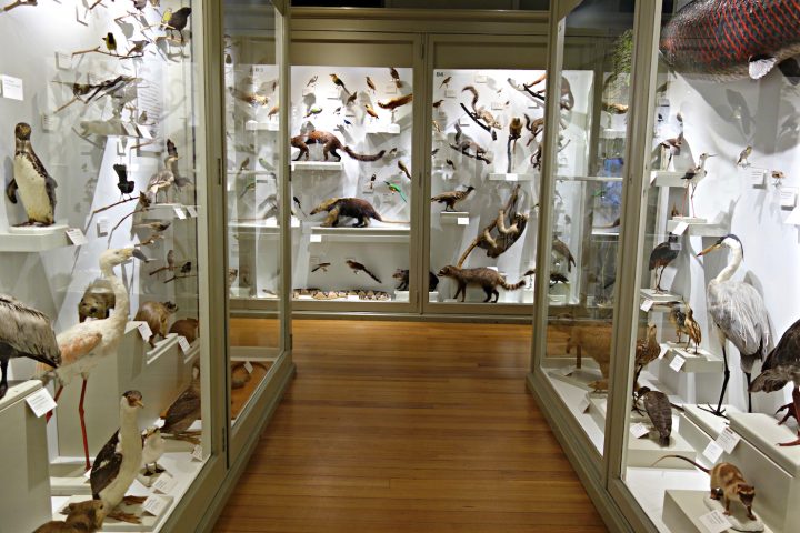 Mourning Extinction with a Museum’s Animal Artifacts