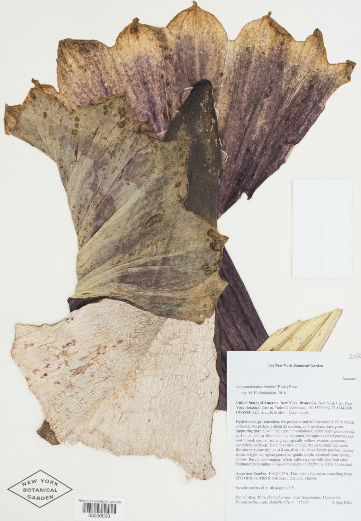 Why a Herbarium of 7.8 Million Plants Is One of New York's Most ...