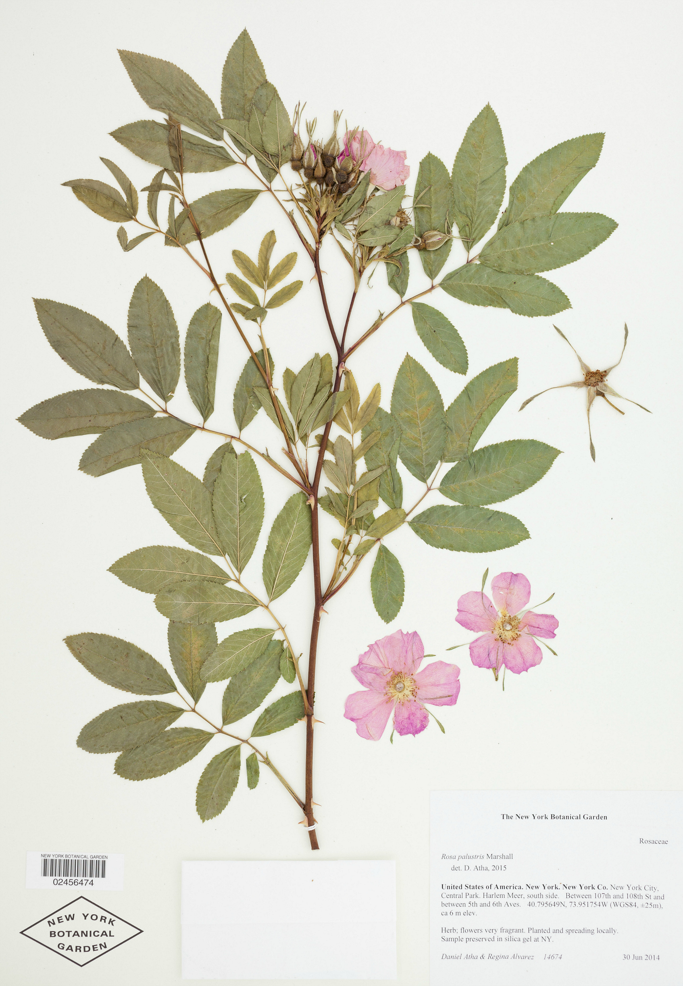 Why a Herbarium of 7.8 Million Plants Is One of New York's Most ...