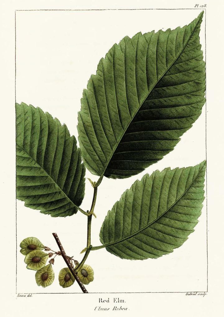 Rediscover a 19th-Century Compendium of North American Trees