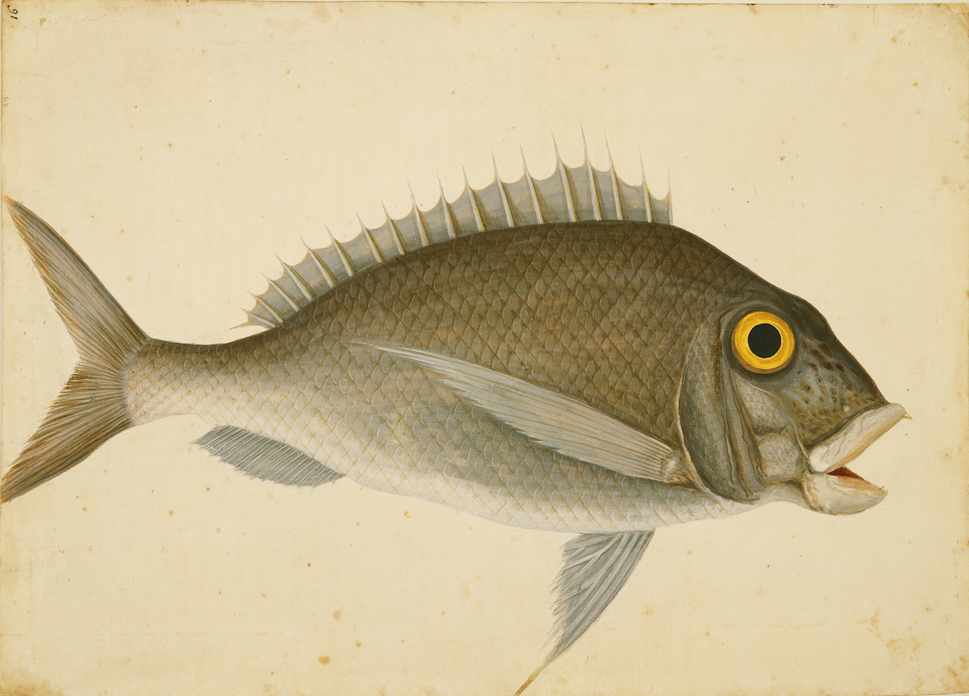 A Rare Loan from Windsor Castle Brings Mark Catesby's Watercolors to ...
